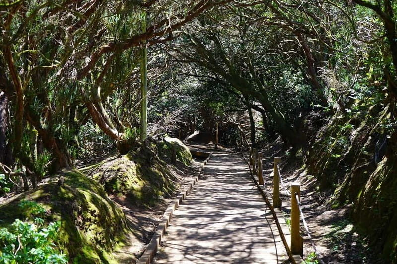 From Puerto de La Cruz: VIP Tour Around Anaga and La Laguna - The Experience Details