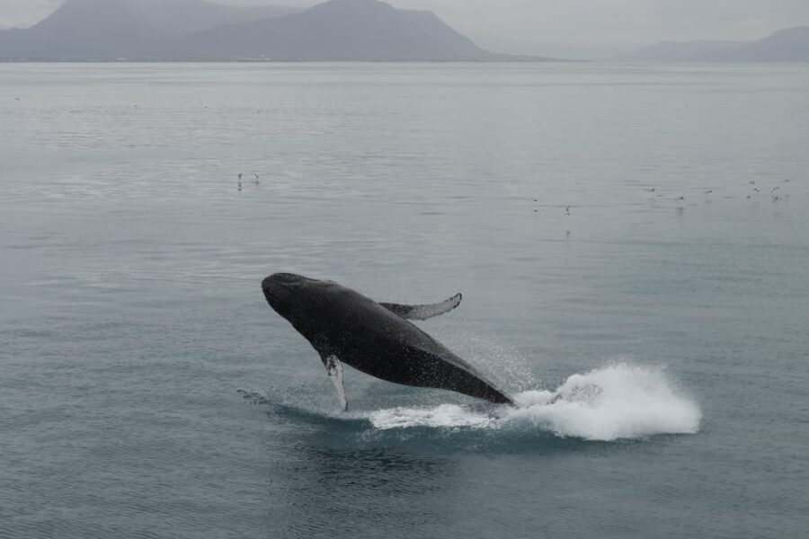 From Reykjavik: Whale Watching Tour - What You Can Expect