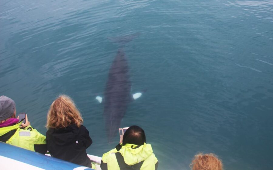 From Reykjavik: Whales and Northern Lights Boat Tour - Analyzing the Value