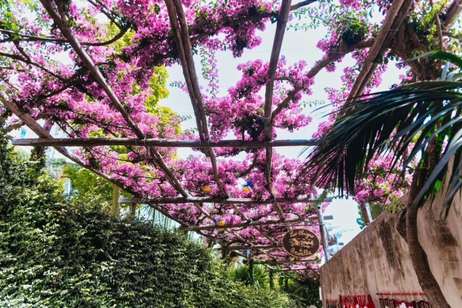 From Rome: Pompeii, Amalfi Coast and Positano Day Trip - What You Can Expect: A Breakdown of the Day