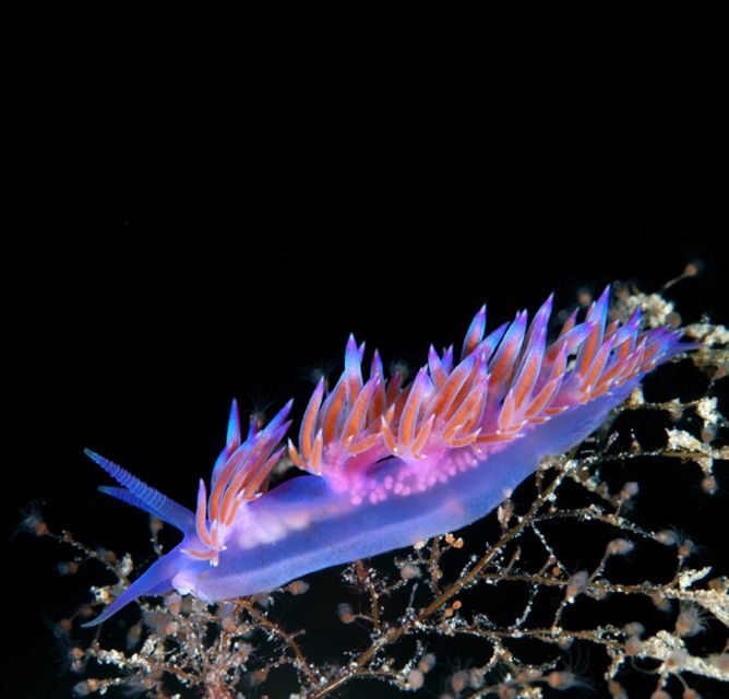 From San Teodoro: diving for experts in Tavolara and Molara - What You’ll Experience