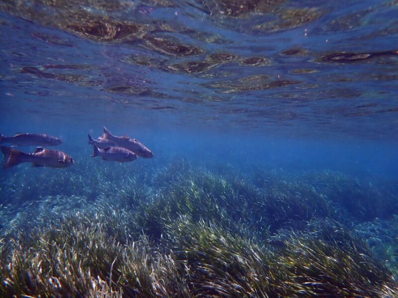 From Santa Pola: Snorkel Trip in Tabarca Island - Key Points
