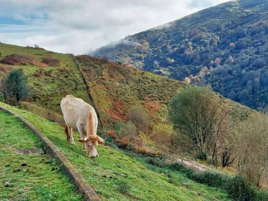 From Santander or Torrelavega: Soplao Cave Excursion - Discovering the Experience: A Closer Look