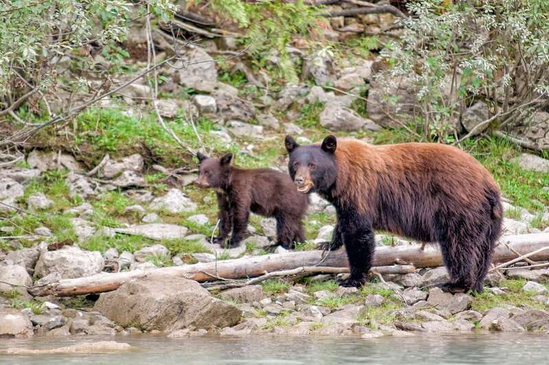 From Seattle: Canadian Rockies 7Day National Parks Tour - Introduction