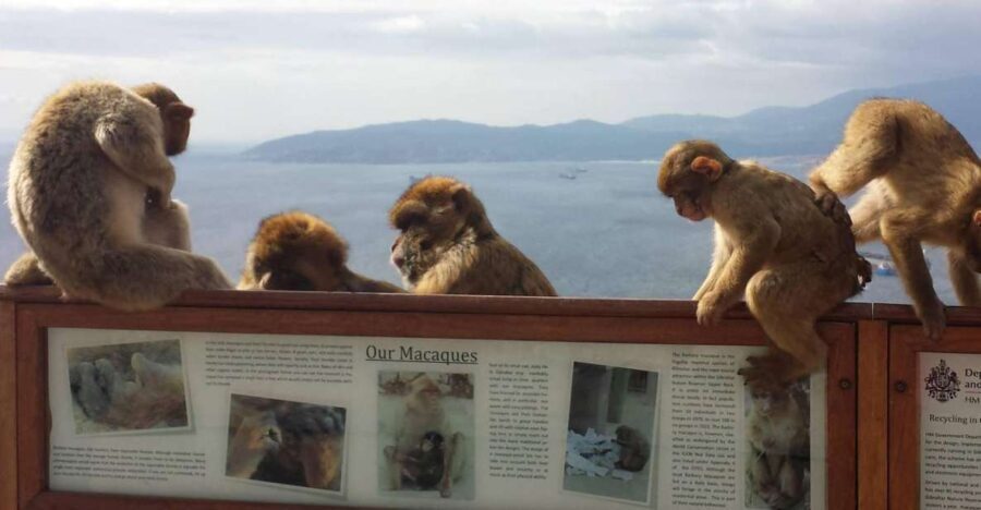 From Seville: Full-Day Private Tour of Gibraltar - Is This Tour Worth It?