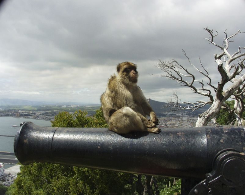 From Seville: Private Tour of Gibraltar - The Value and Experience of This Tour