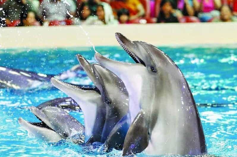 From Side Dolphin and Seal Show Ticket with Hotel Transfers - Highlighted Features and Why They Matter