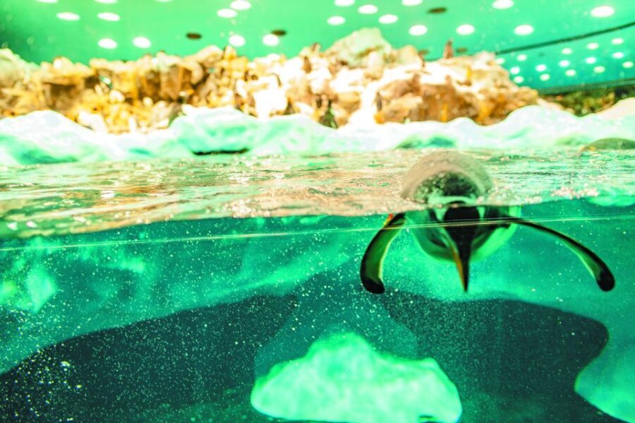 From South Tenerife: Loro Park Zoo Ticket & Hotel Transfers - Who Will Love This Tour?