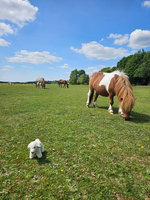 From Southampton: New Forest and Salisbury Private Tour - Salisbury: From Medieval Grandeur to Historic Treasures