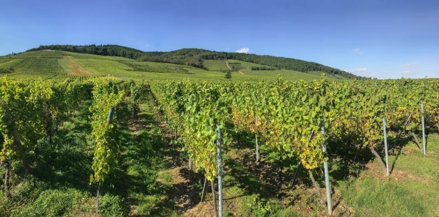 From Strasbourg: Colmar, Riquewihr, & Eguisheim Day Trip - Practical Aspects of the Tour