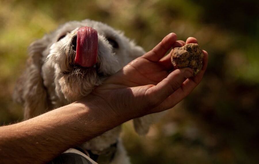 From Tortona: Piedmont Truffle Hunting Experience - Value and Practicalities