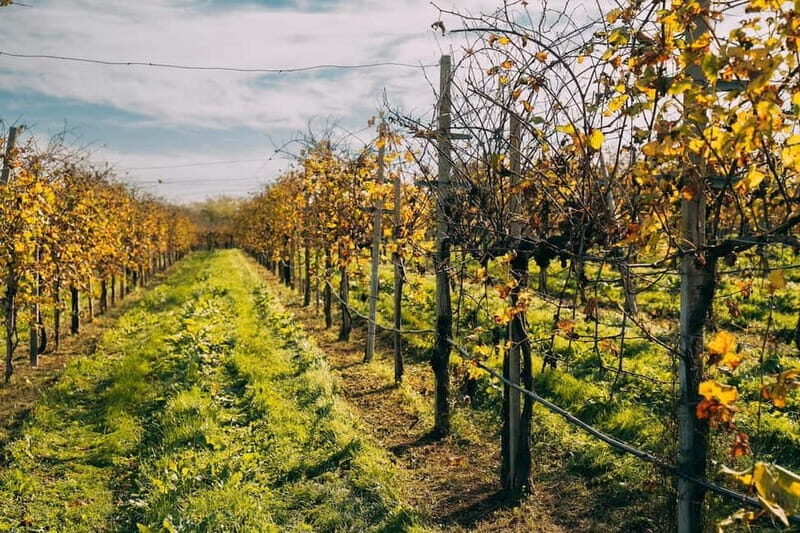 From Venice: Prosecco Hills and Wine Tasting Tour - Practical Details