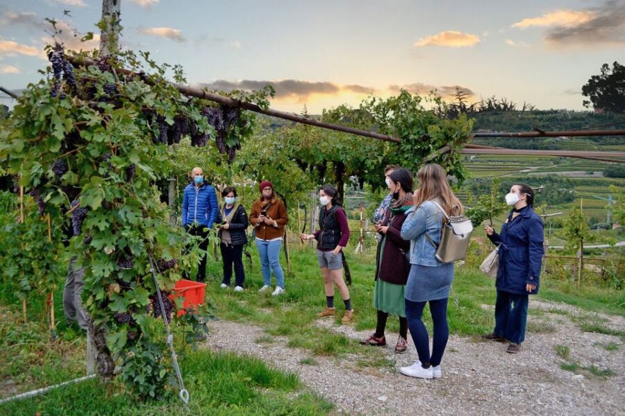 From Verona: Valpolicella Winery Tour with Amarone Vintages - Who Will Enjoy This Tour?