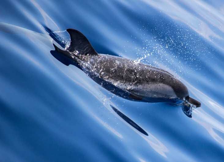 From Villefranche-sur-Mer: Guided Dolphin-Watching Tour - The Experience: What to Expect on Your Dolphin-Watching Adventure