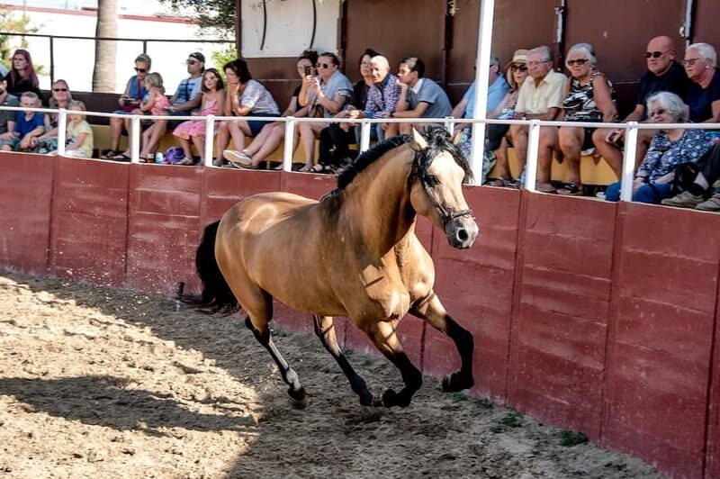 Fuengirola: Spanish Horse Show with Optional Dinner/Flamenco - Who Will Love This Experience?