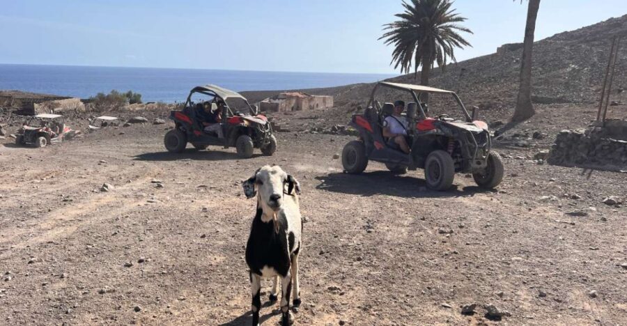 Fuerteventura : 2 hours Buggy Tour in Punta de Jandía - The Pros and Cons