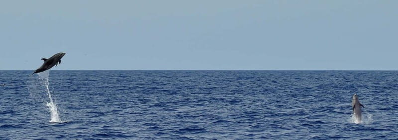 Fuerteventura: Catamarán navegación a vela y delfines. - The Itinerary Breakdown: From Land to Sea