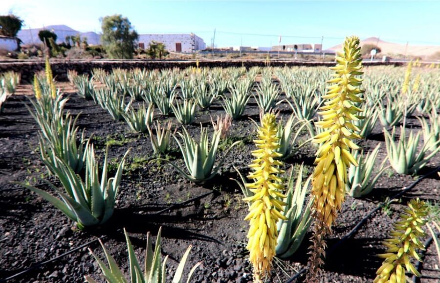 Fuerteventura: Flavors - Visiting Iconic Spots