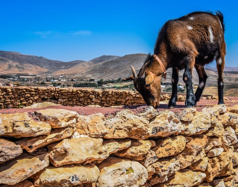Fuerteventura: Guided Trekking Tour with Island Goats - An In-Depth Look at the Experience