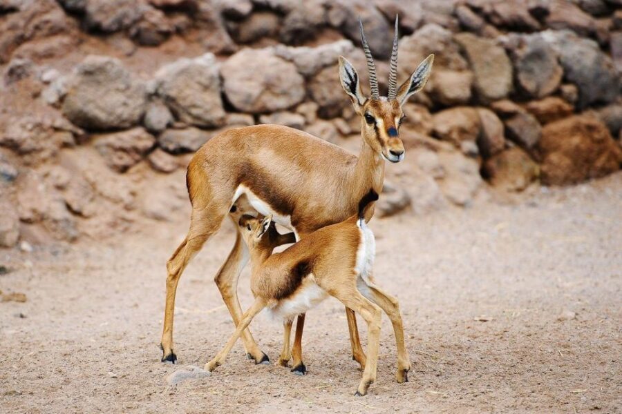 Fuerteventura: Oasis Wildlife Entry Ticket - The Park’s Layout and What to Expect