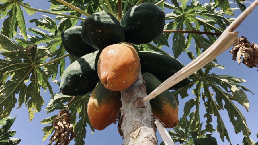 Fuerteventura: Tapas and Local Life Guided Tour - An In-Depth Look at the Tour Experience