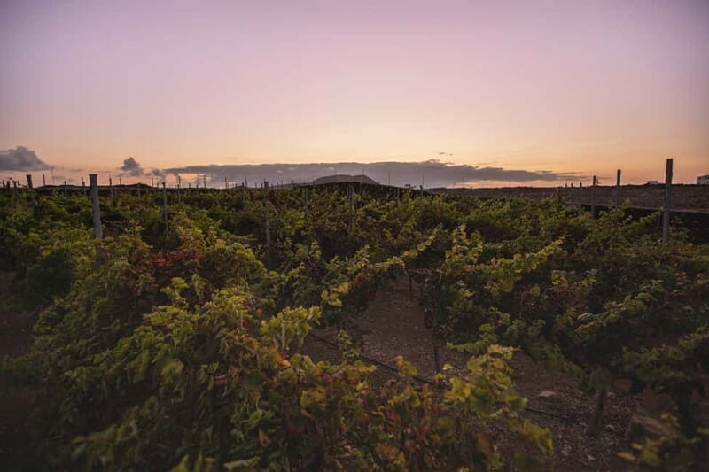 Fuerteventura: Tour & tasting at Conatvs Winery - A Closer Look at the Tour Experience