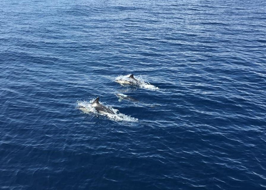 Fuerteventura: Whale & Dolphin Watching Boat Tour with Guide - The Itinerary: What to Expect