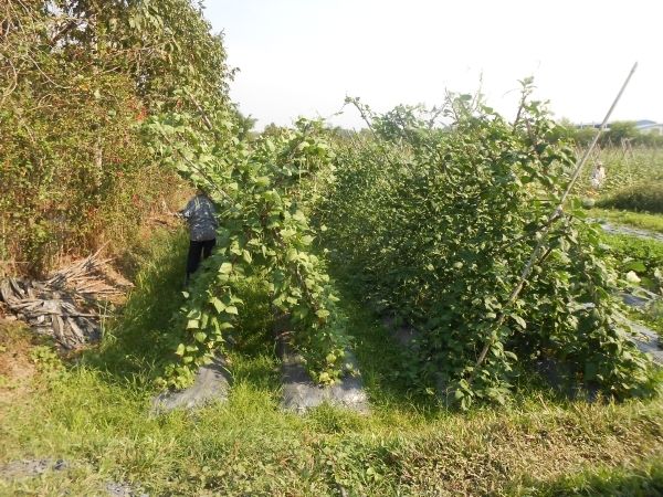 Full-Day Farming & Cooking class at Agricultural Village - Introduction