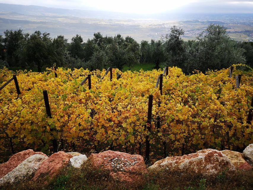 Fumane: Olive oil tasting on the hills of Valpolicella - Who Should Consider This Tour?