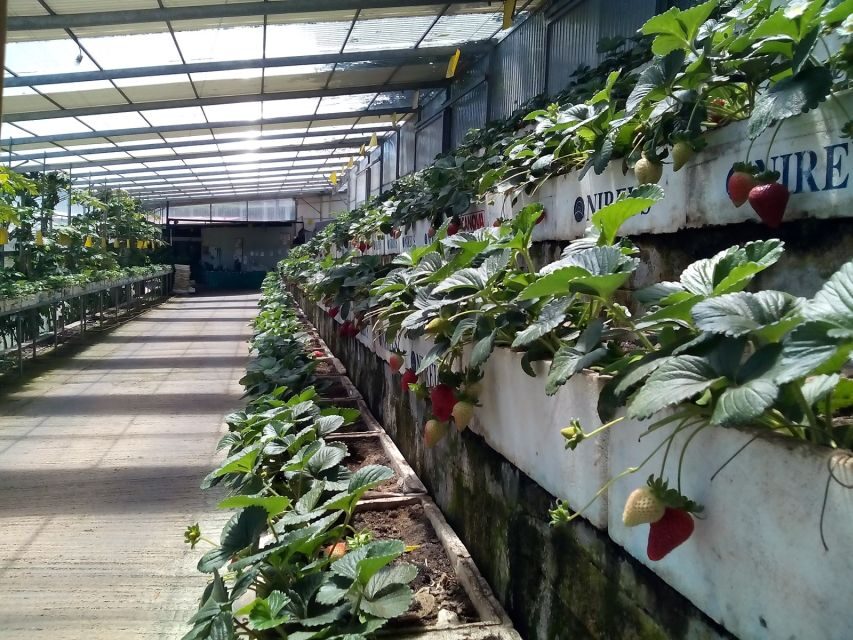 Funchal Agriculture Green Tour - Lunch in Porto da Cruz