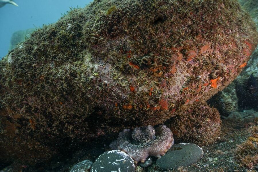 Funchal: Certified Scuba Diving, Guided Tour - What Makes This Tour Stand Out?