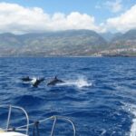 Funchal: Dolphin and Whale Watching Catamaran Cruise - Who Will Love This Tour?