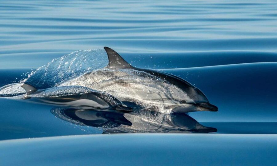 Funchal: Dolphin and Whale Watching Cruise - Final Thoughts: Is it Worth It?