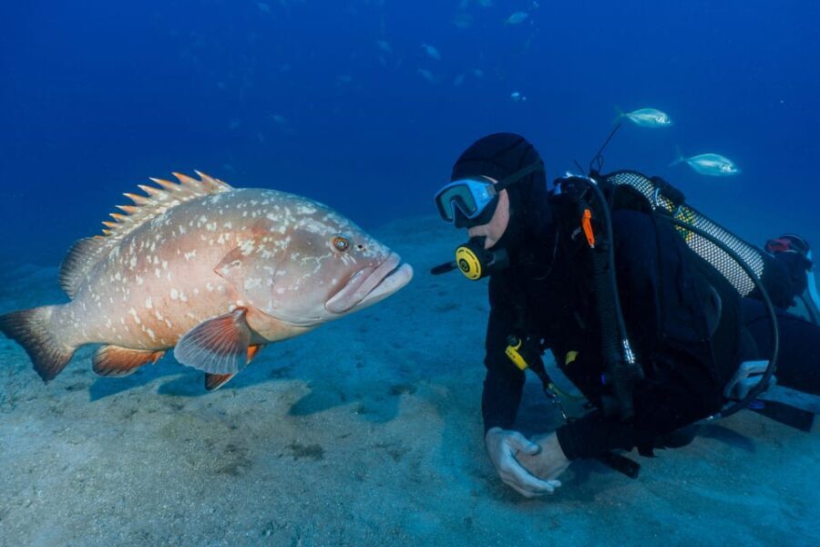 Funchal: Garajau national park - certified divers - Why Dive at Garajau?