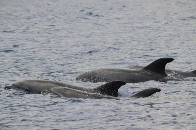 Funchal: Guarantee Wild Dolphin&Whale Watching by RIB - The Value of a Small Group and Speedboat Rides