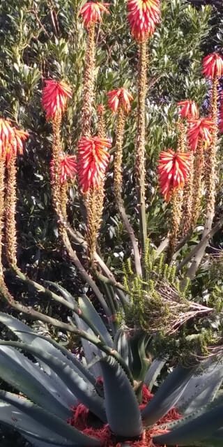 Funchal: Nuns Valley Easy Walk with Mountain Surroundings - Why This Tour Is a Great Value