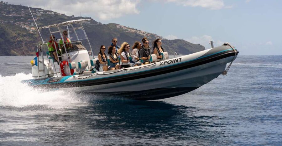 Funchal: RIB Whale Watching Cruise and Optional Dolphin Swim - In-Depth Look at the Itinerary and Experience
