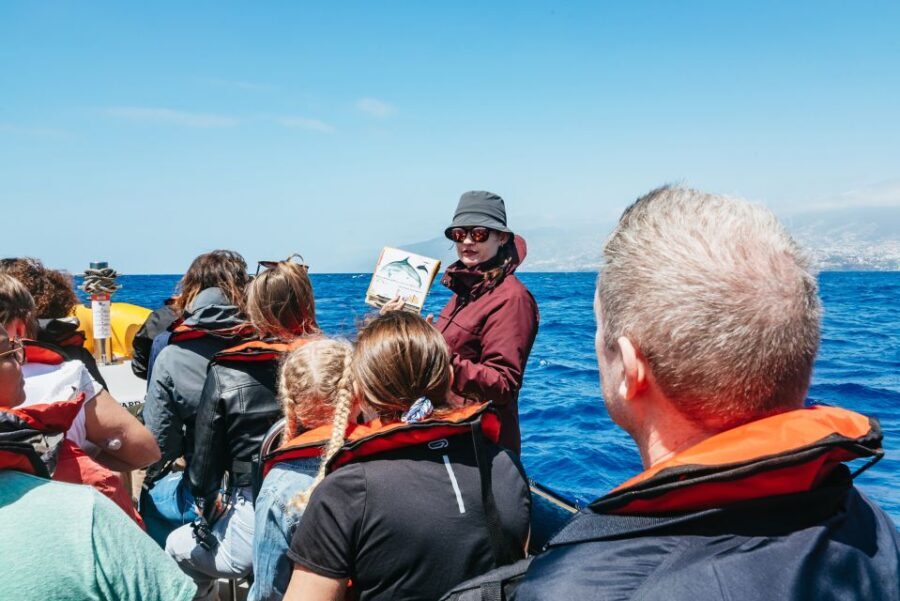 Funchal: Whale and Dolphin Watching Speed Boat Tour - What to Expect: The Itinerary Breakdown
