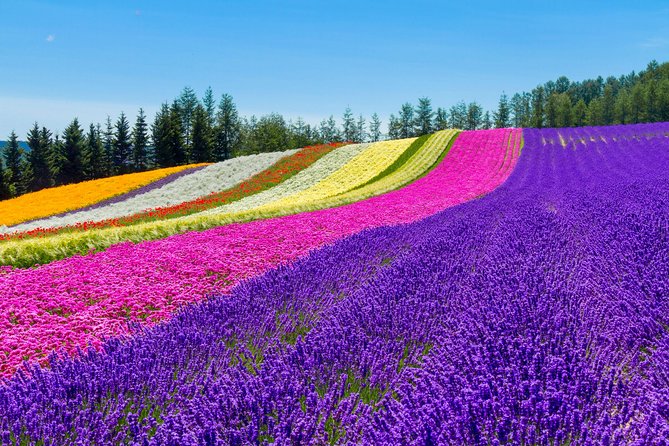 Furano & Biei Customised Private Day Tour (Up to 8 Pax/11 Hours) - Key Points