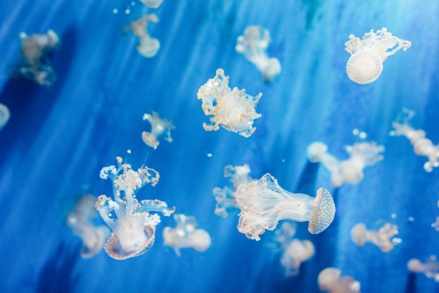 Genoa: Aquarium of Genoa Entry Ticket - The Sum Up: Who Will Love the Genoa Aquarium?