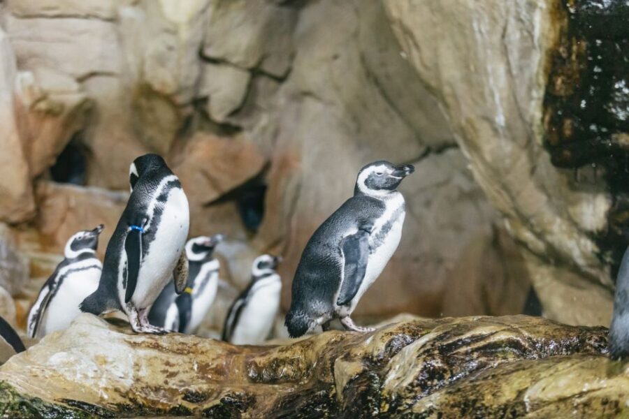 Genoa: Aquarium of Genoa with Lunch - What to Expect During Your Visit