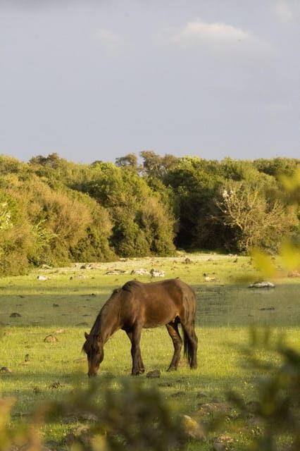 Genoni Museum and Giara Combined ticket - Walking in the Giara Park: Wild Horses and Biodiversity