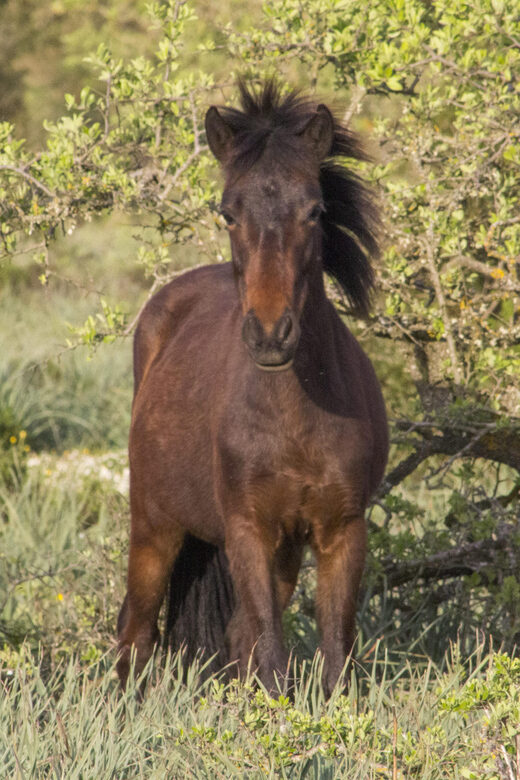 Giara hiking Tour - Wildlife Encounters: The Wild Horses