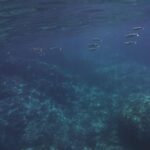 Giardini Naxos - Taormina 2 hours boat tour with snorkeling - Practical Details and What to Expect