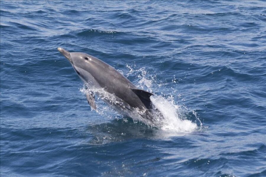 Gibraltar Dolphins Watching Day Trip from Seville - The Itinerary: What to Expect
