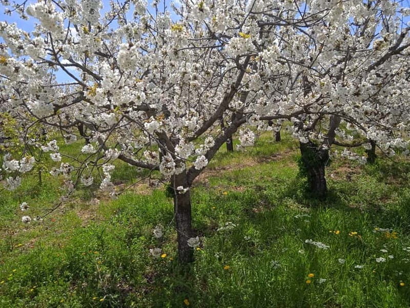 Gioia: E-Bike Ride and Cooking Class in Countryside - An In-Depth Look at the Experience