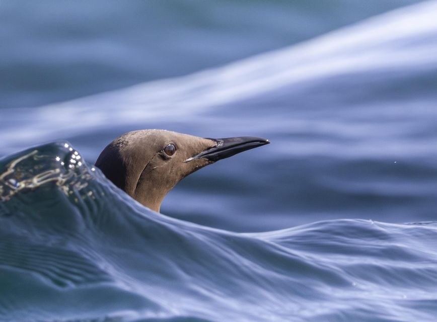 Godrevy to Hell's Mouth Boat Trip - What Makes This Trip Special?