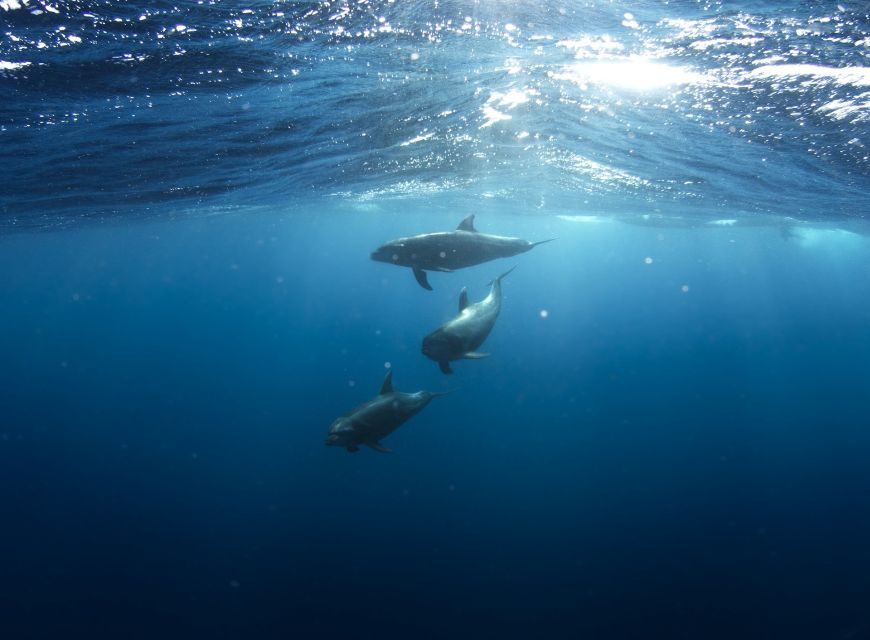 Golfo Aranci: Dolphin Watching and Snorkeling Boat Tour - In-depth Breakdown of the Itinerary