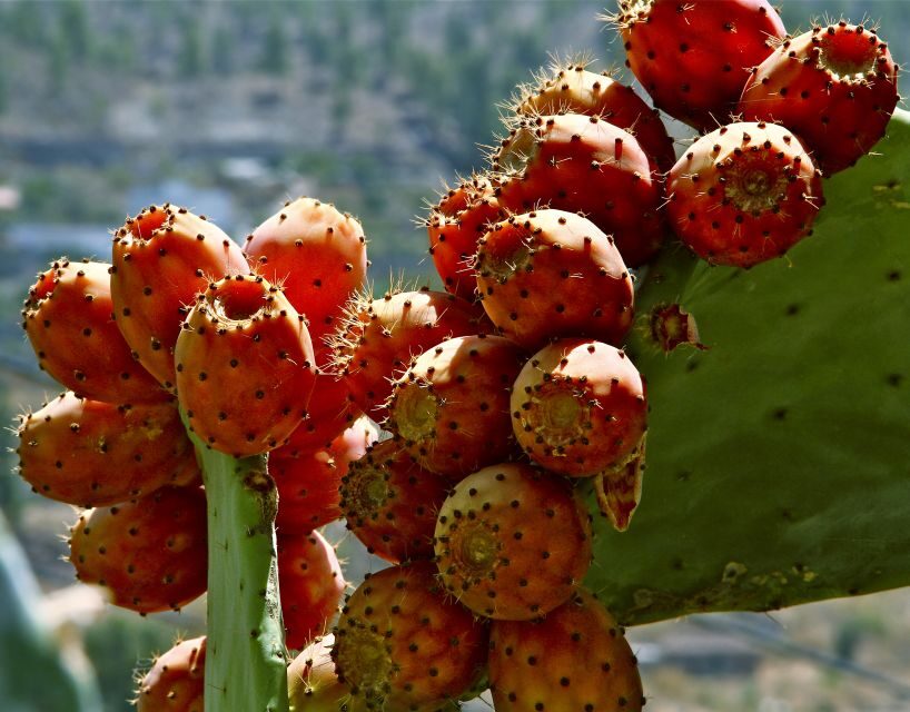 Gran Canaria: 6-Hour Teror and San Mateo Markets Tour - What Makes This Tour Stand Out
