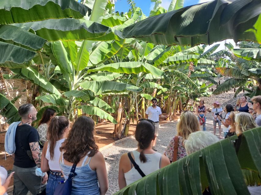 Gran Canaria: Banana World Guided Tour & Tasting - What’s It Like in Practice?